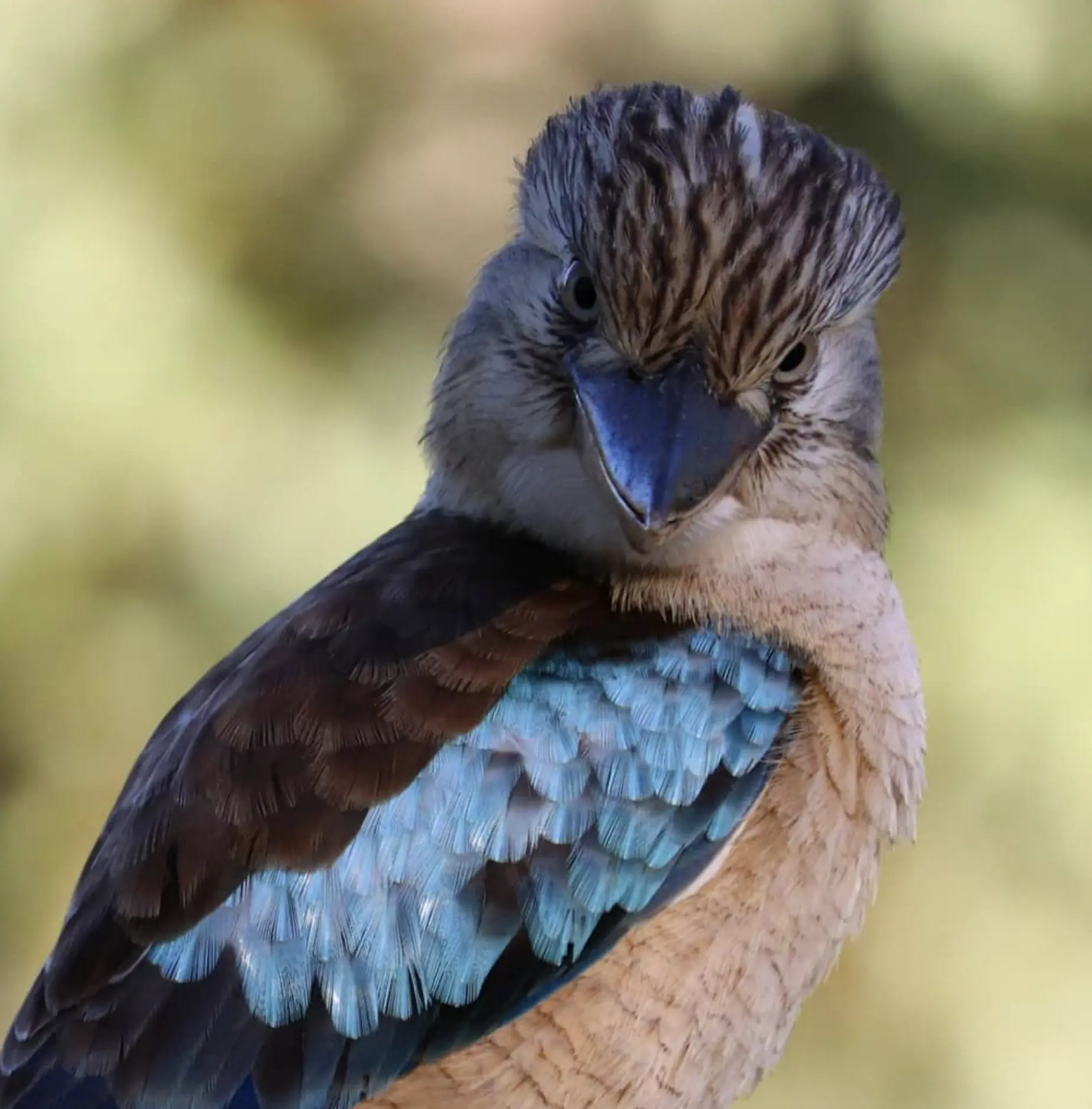 Animals in Katherine Gorge Guide