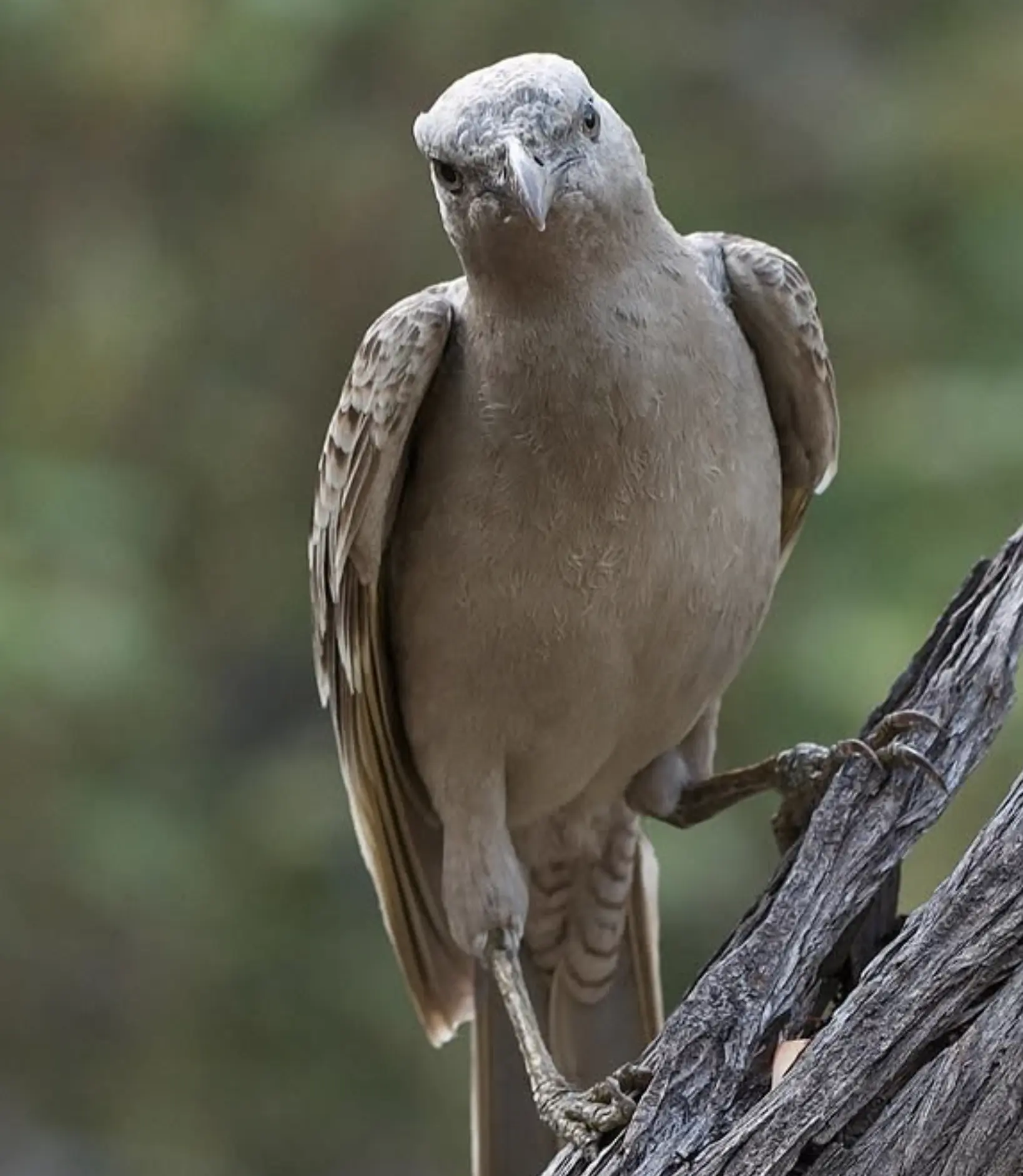 Animals in Katherine Gorge Guide