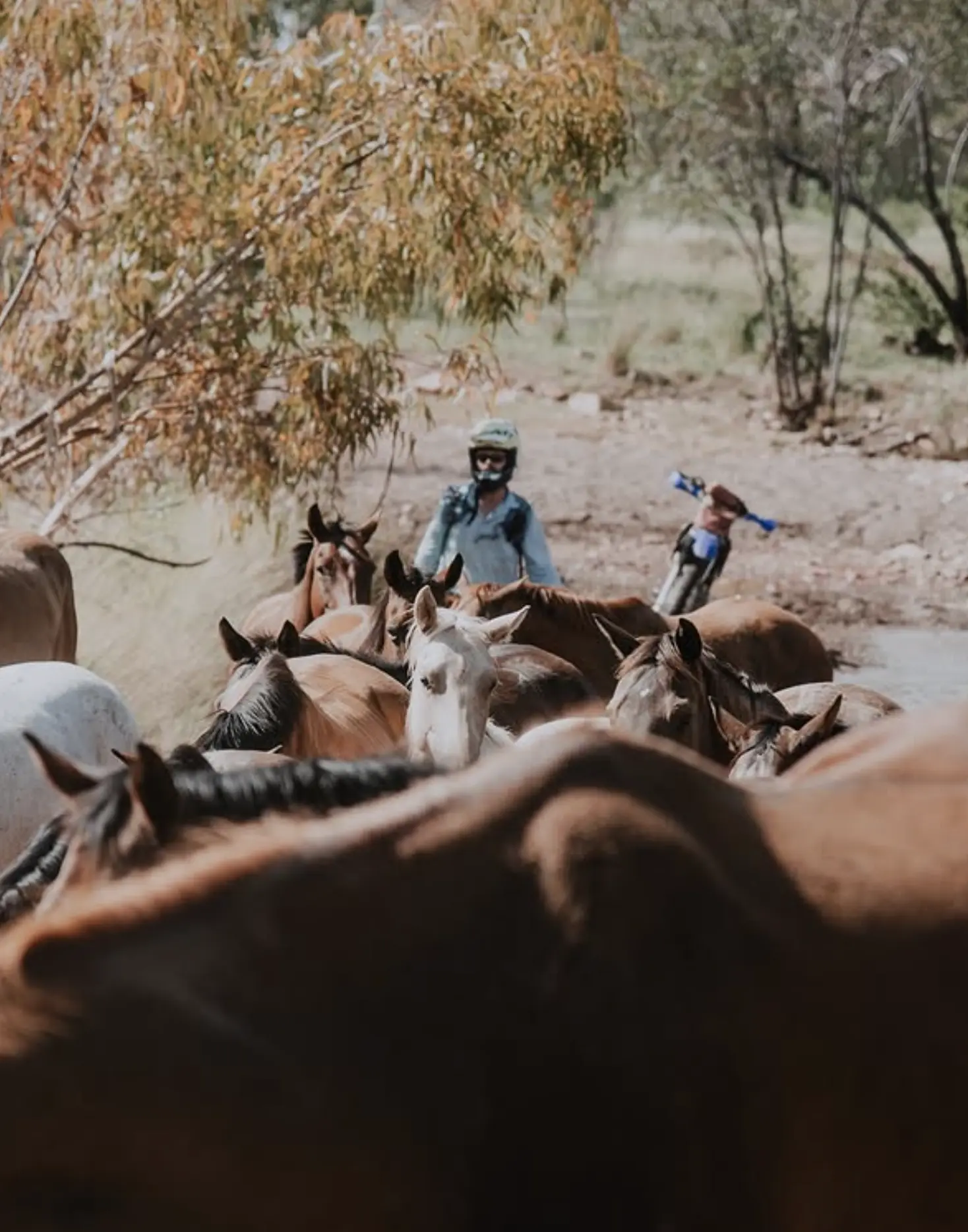 Animals in Katherine Gorge Guide