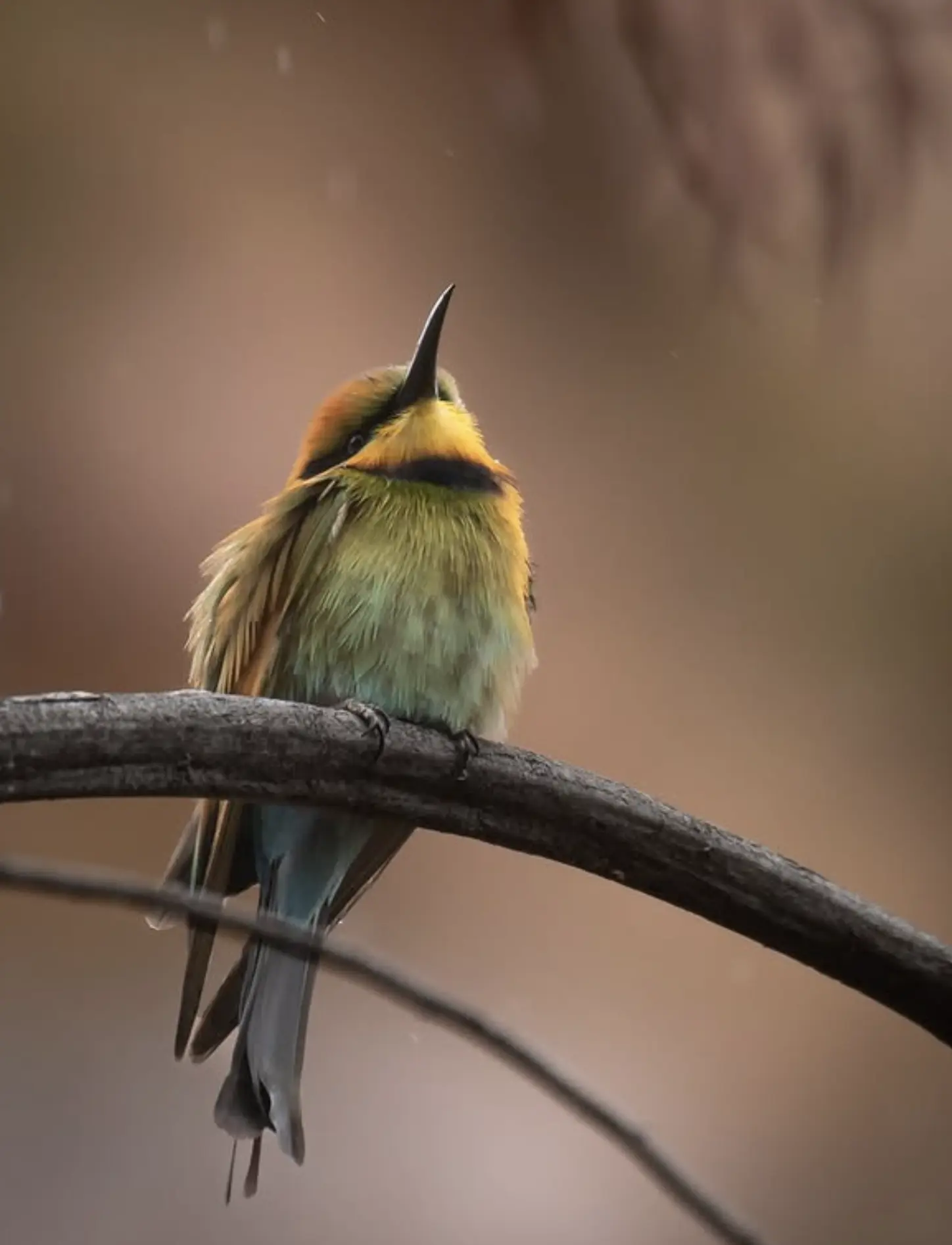 Animals in Katherine Gorge Guide